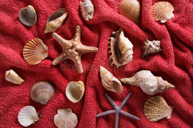 Seashells on beach stock photo. Image of coast, seashells - 5339834