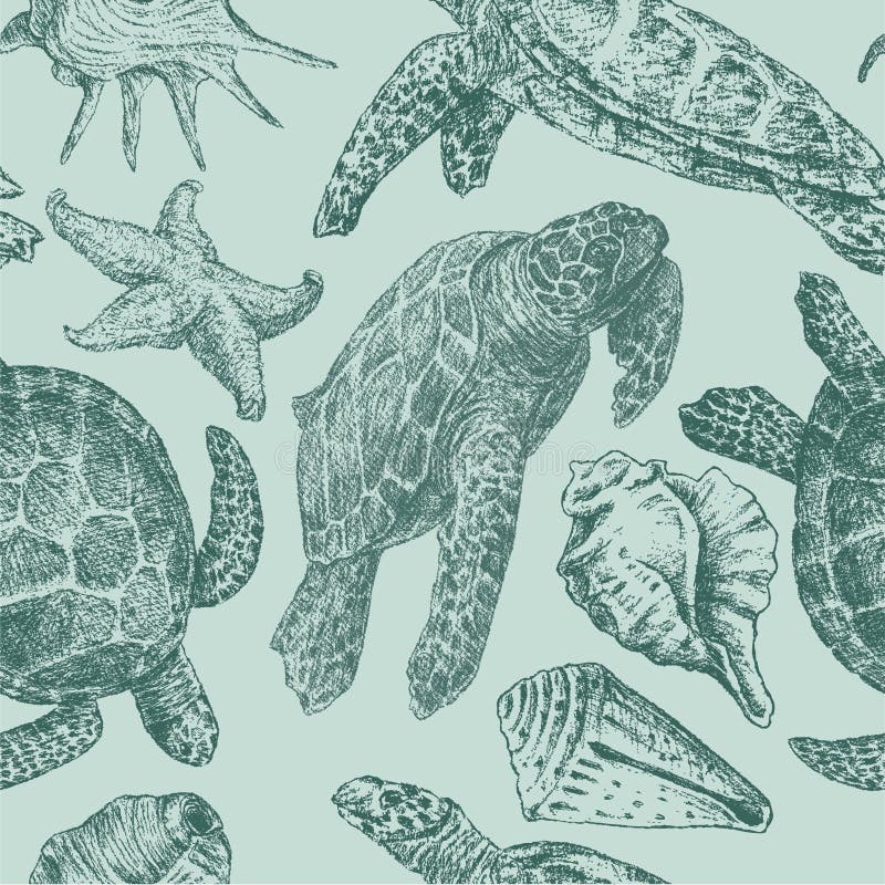 Sea shell - pencil drawing stock illustration. Illustration of sketch ...