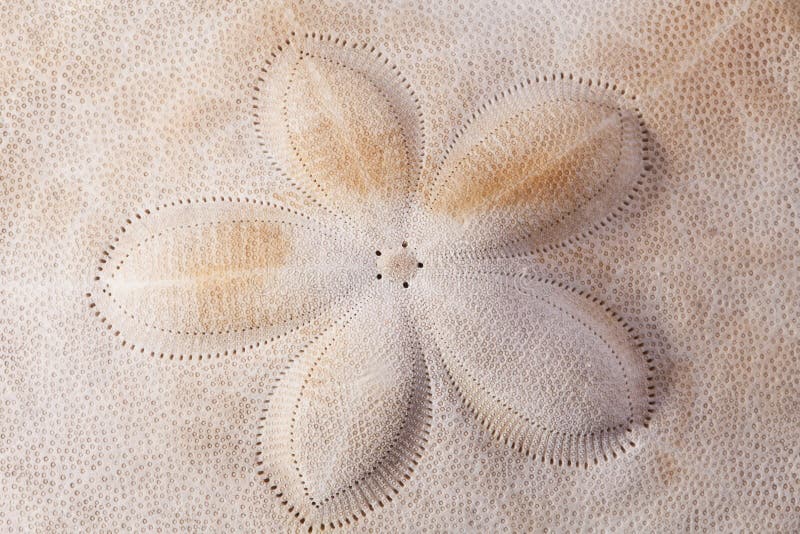 Background of Seashell of Armor of the Sea Urchin Macro Stock Image ...