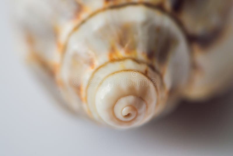 Background of a Seashell Surface Extreme Macro Image Stock Photo ...