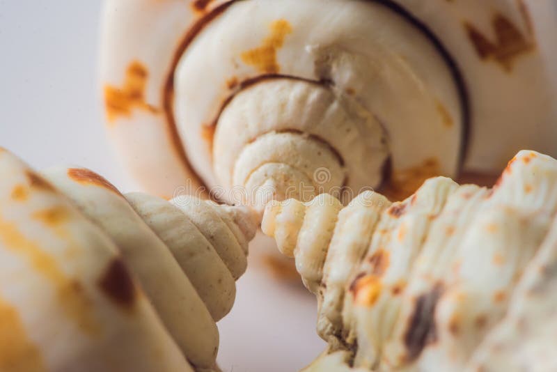 Background of a Seashell Surface Extreme Macro Image Stock Photo ...