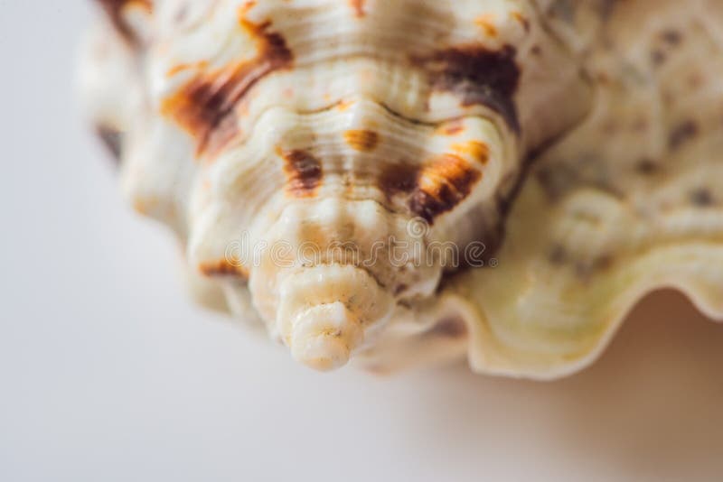 Background of a Seashell Surface Extreme Macro Image Stock Photo ...
