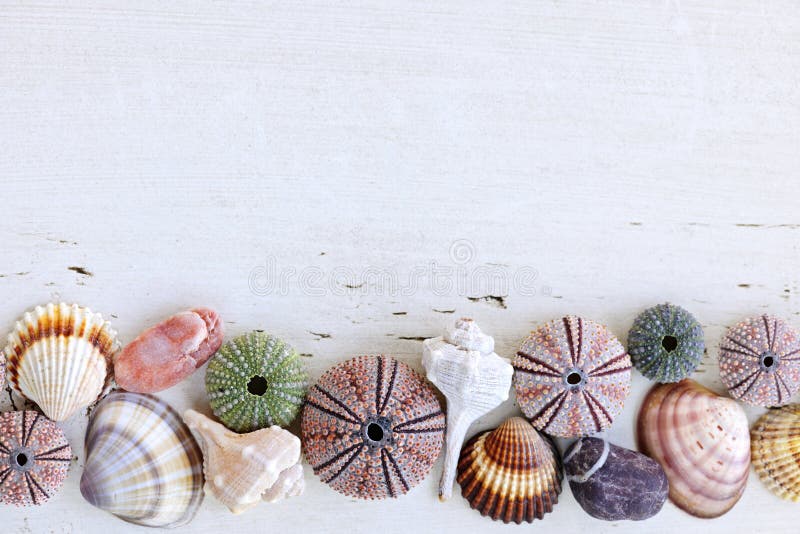 1,100+ Seashells Free Stock Photos - StockFreeImages