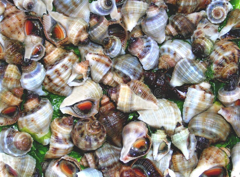Sea shells. Coast. Beach stock image. Image of food - 111594129