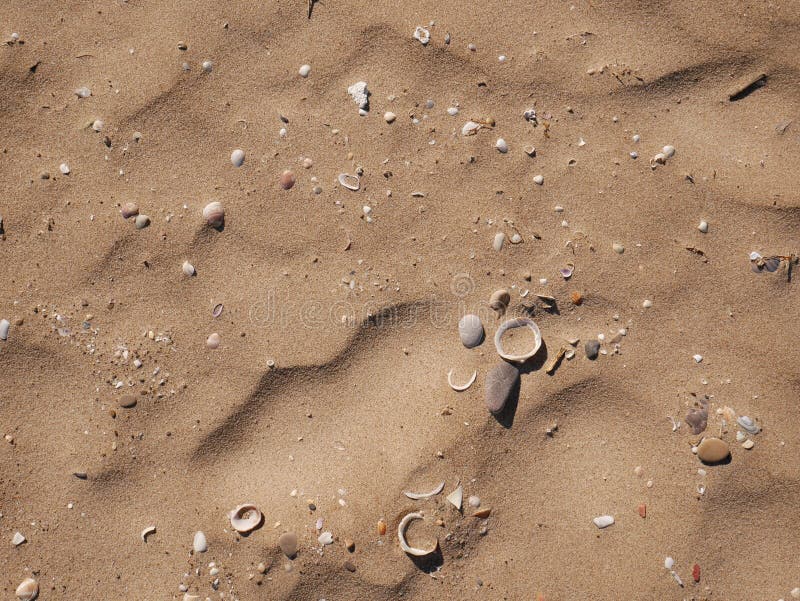 Background of Seashells and Sand on the Beach Seashore Stock Photo ...