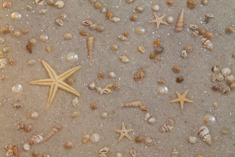 Background see shells stock image. Image of pattern, detail - 72048893