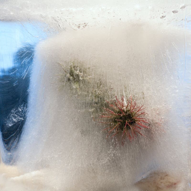 Background of Seed in Ice Cube with Bubbles Stock Photo - Image of ball ...