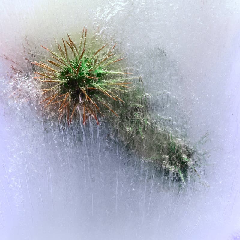 Background of Seed in Ice Cube Withbubbles Stock Image - Image of ...