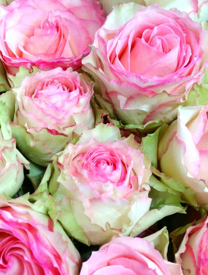 Background of Several Pink Buds of Different Shapes and Colors Stock ...