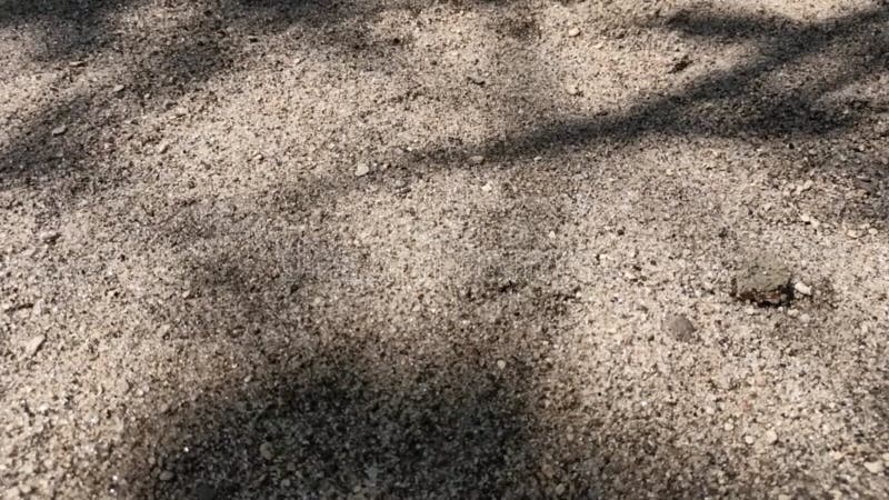 Shadows Palm Leaf in Wind Overlay on Sand Beach Stock Video - Video of ...