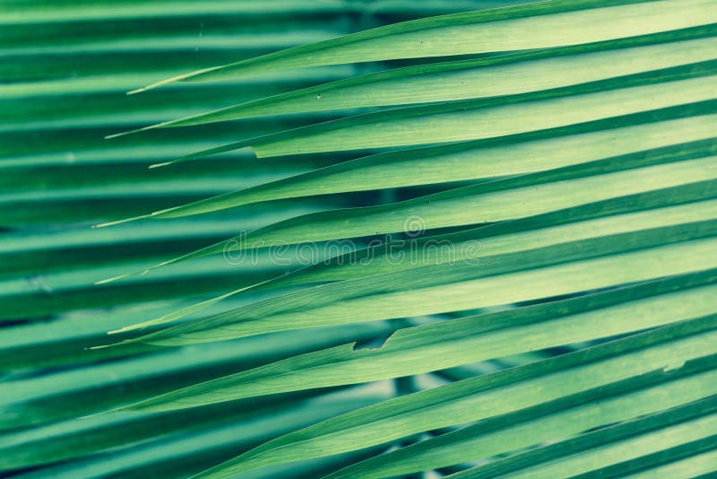 Palm Frond Background stock photo. Image of green, frond - 112834112