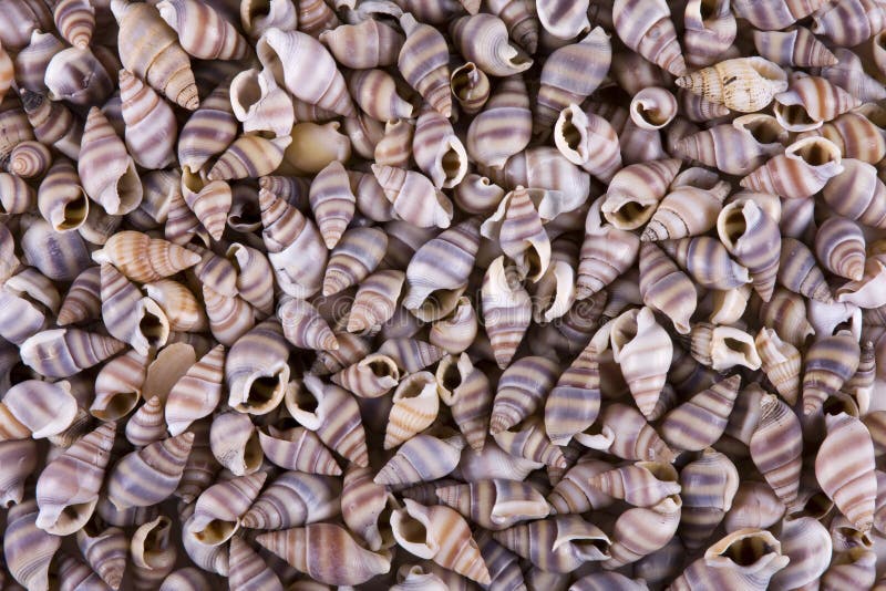 Background shell stock image. Image of ribbed, seashell - 13034645