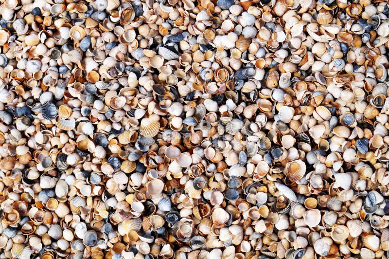 Background from shell stock photo. Image of background - 111242186