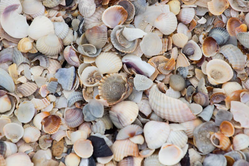 Background Shell beach stock photo. Image of beach, animal - 73779140