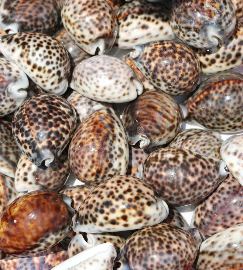 Background of shell stock photo. Image of scallop, valve - 97003616