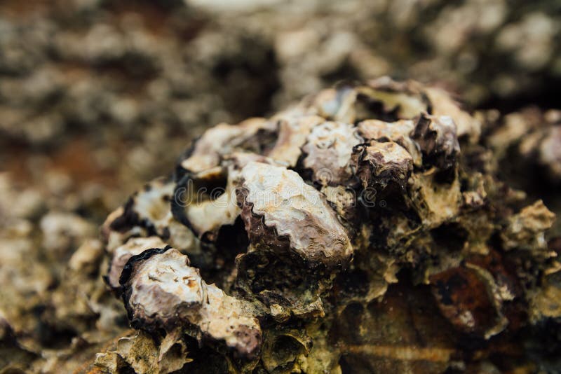 Background Shell Mollusks. Texture Shell of Shellfish. Sea Shellfish on ...