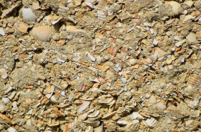 Background from a Shell Rock in Cement Stock Image - Image of laying ...