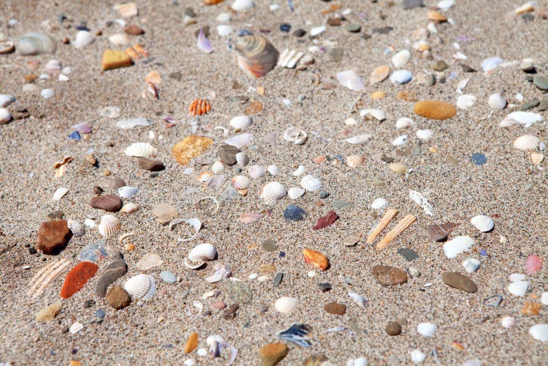 Background of Shells on the Beach Stock Image - Image of shells ...