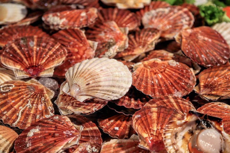 Background of Beautiful Shells in the Fish Market Stock Photo - Image ...