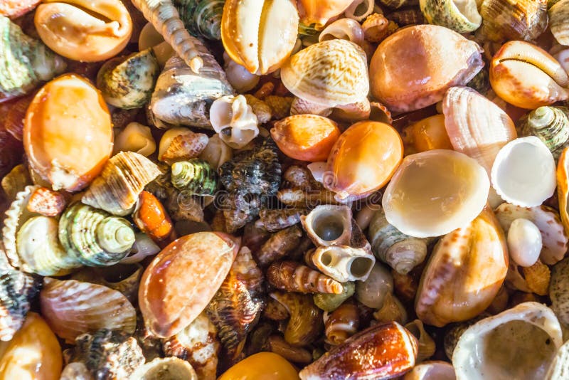 Background of shells stock image. Image of shells, closeup - 84420561