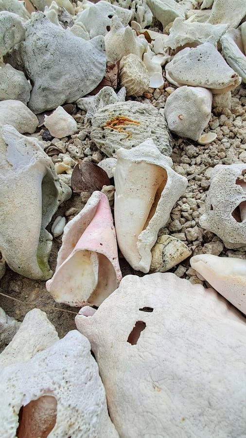 Background of Shells Marred by Time Stock Photo - Image of close ...