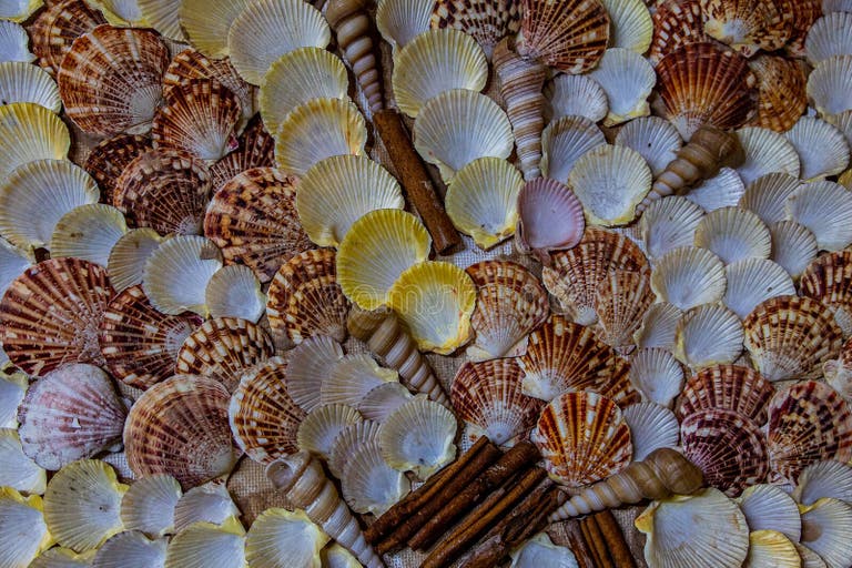 Background with Shells Natural Pattern Colorful Abstraction Stock Photo ...