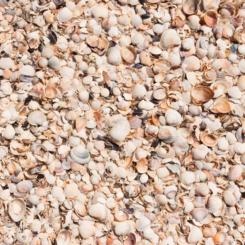 Background from Shells in the Sand Stock Image - Image of diverse ...