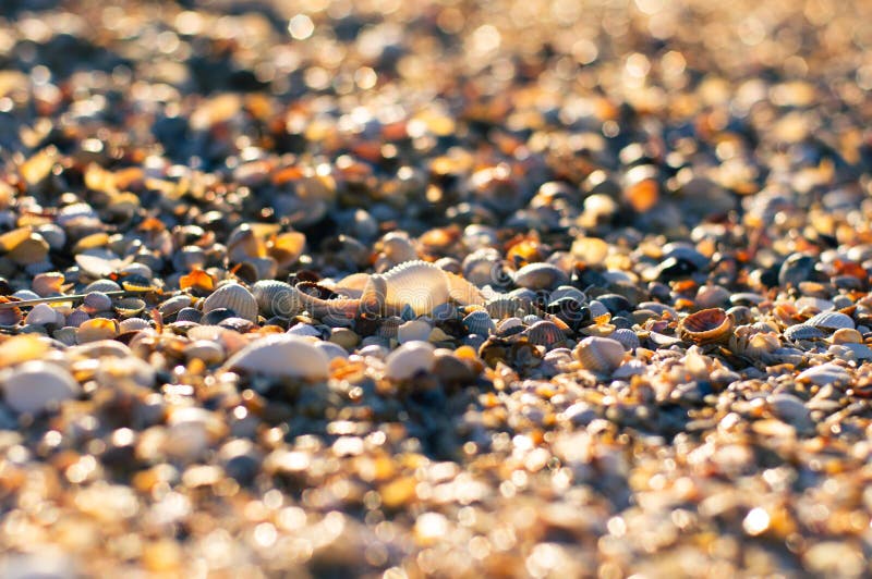 A Background of Shells on a Seashell Beach. a Large Number of Small ...