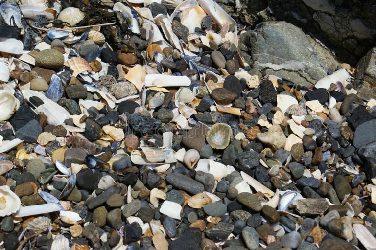 Background of Shells and Various Pebbles. Screen Background. Stock ...