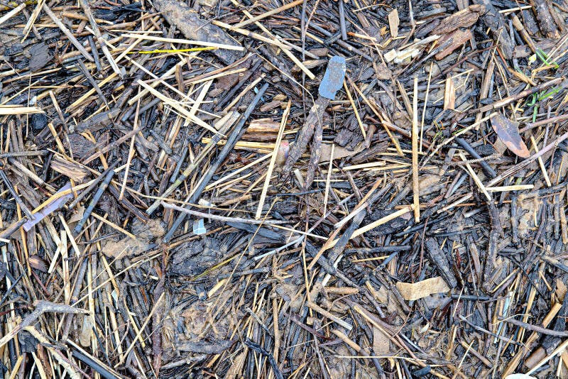 Background on the Shore, Sand Old Twigs and Straw Beached Stock Photo ...