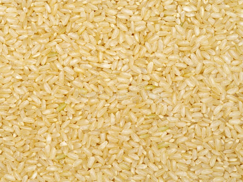 Short grain brown rice stock photo. Image of eating - 144462166