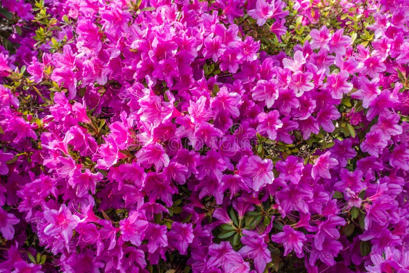 Background Pink Azaleas stock photo. Image of blooming - 116104968