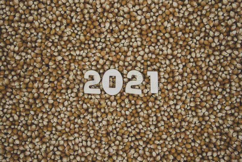 Raw Pop Corn Background Macro Stock Photo - Image of shot, bridge ...