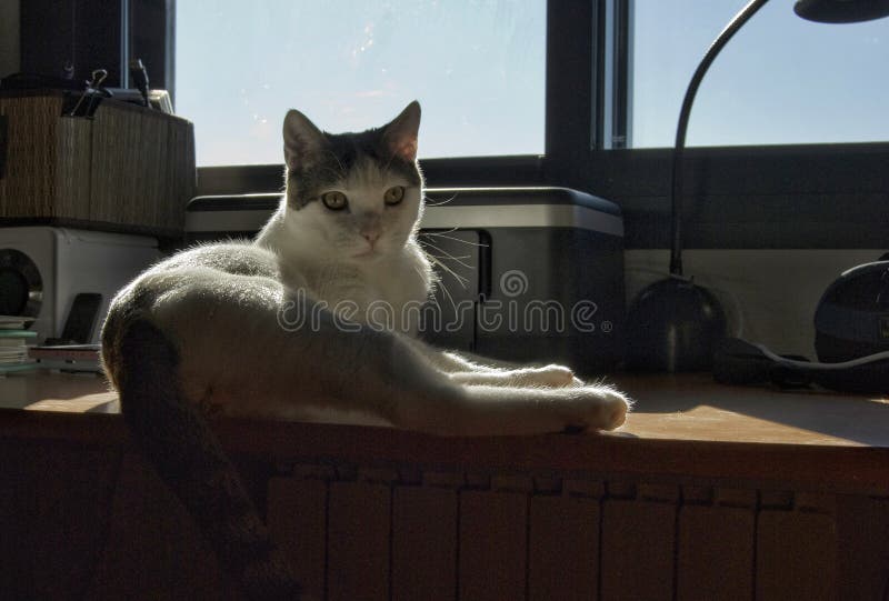 Backlit cat stock image. Image of female, gato, nbackground - 122051881