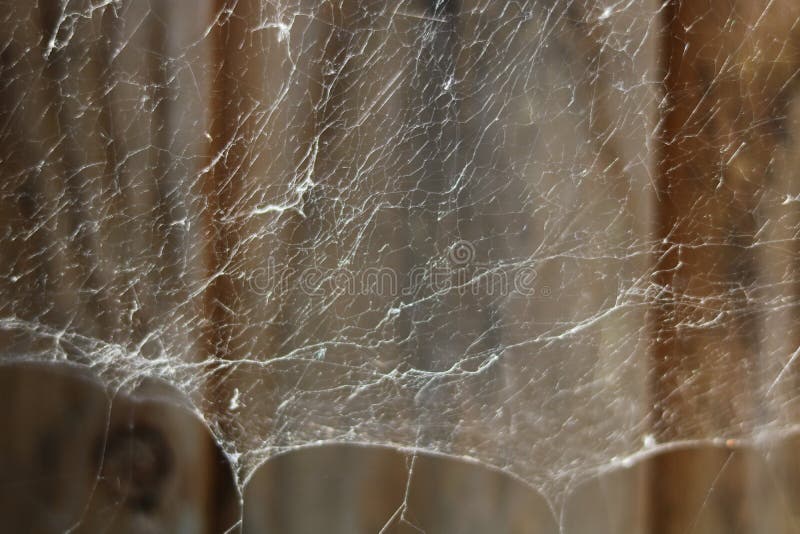 Silvery Cobwebs Stock Photos - Free & Royalty-Free Stock Photos from ...