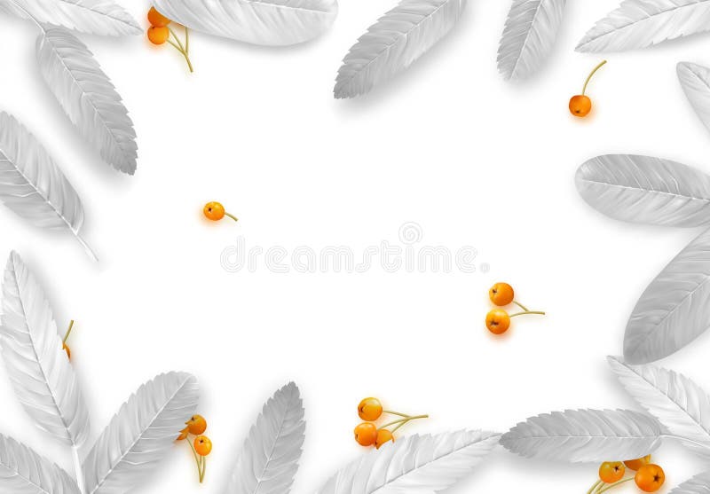 Background with Silver Leaves and Realistic Rowan Berries. Fall Foliage ...