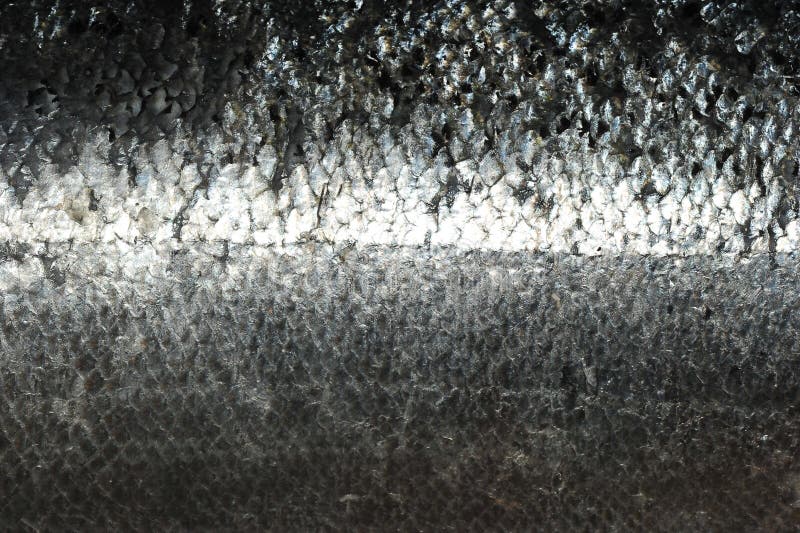 Background of Silvery Fish Scales, Red Fish Stock Image - Image of ...