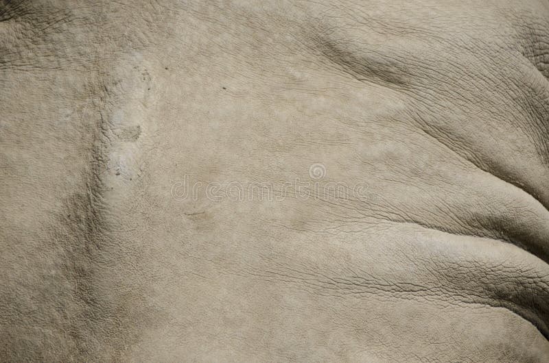 Background skin rhino stock photo. Image of closeup, texture - 34963464