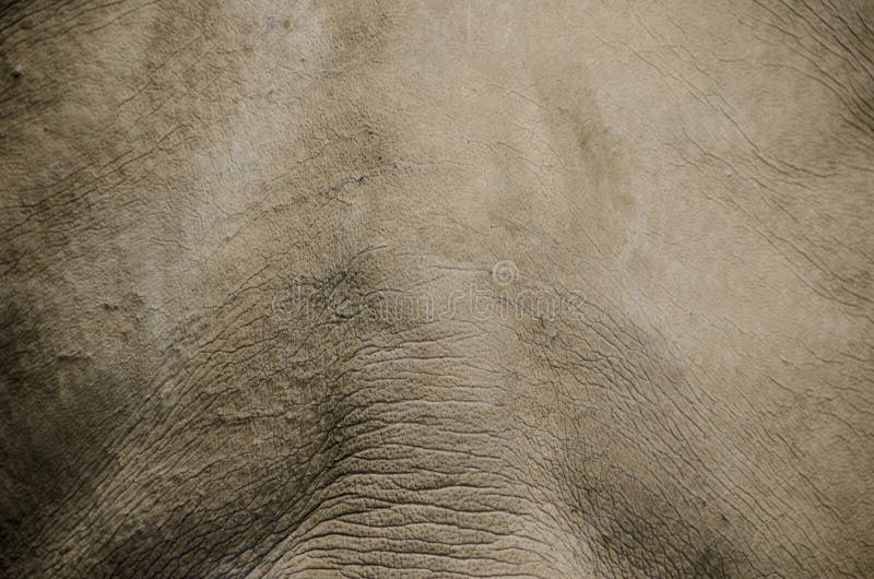 Background skin rhino stock image. Image of mammal, rhino - 34963469
