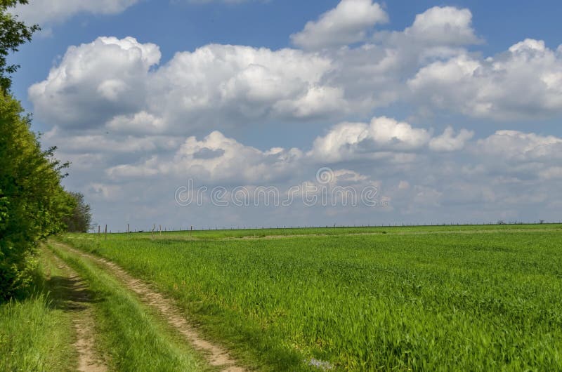 Fallow Corn Field with Solitary Tree Stock Image - Image of sunlight ...