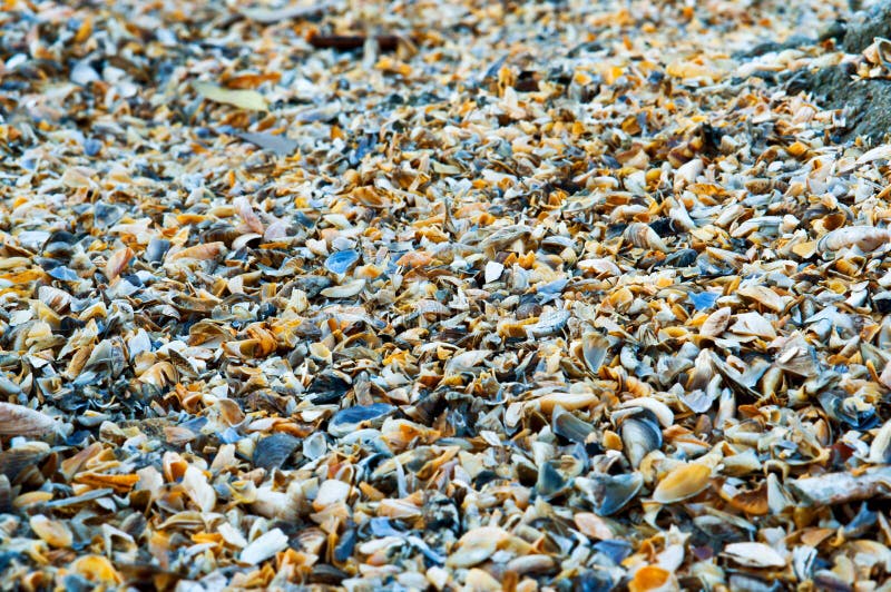Background of Small Colorful Shells Stock Image - Image of backdrop ...