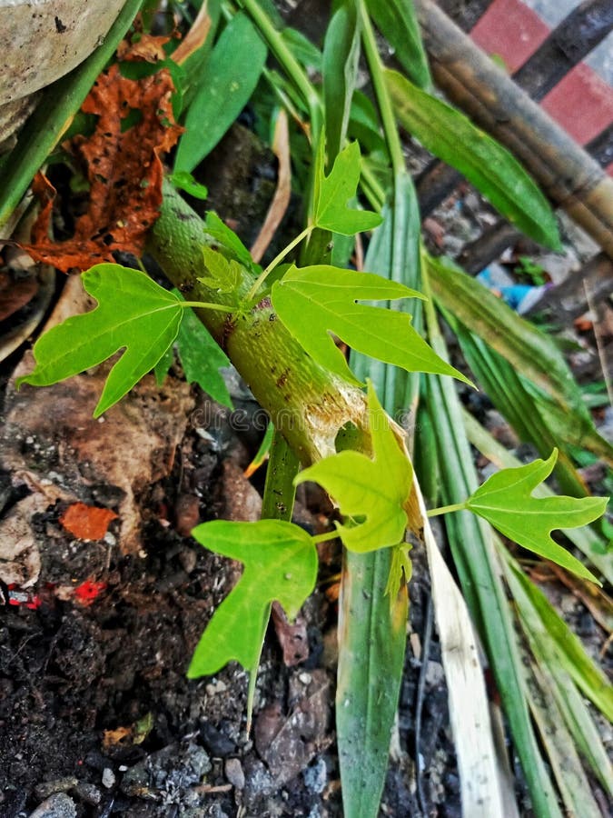 Background of Small and Cute Papaya Trees Stock Photo - Image of green ...