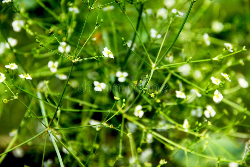 Background of Small Flowers, Beautiful Nature, Toning Design for Spring ...
