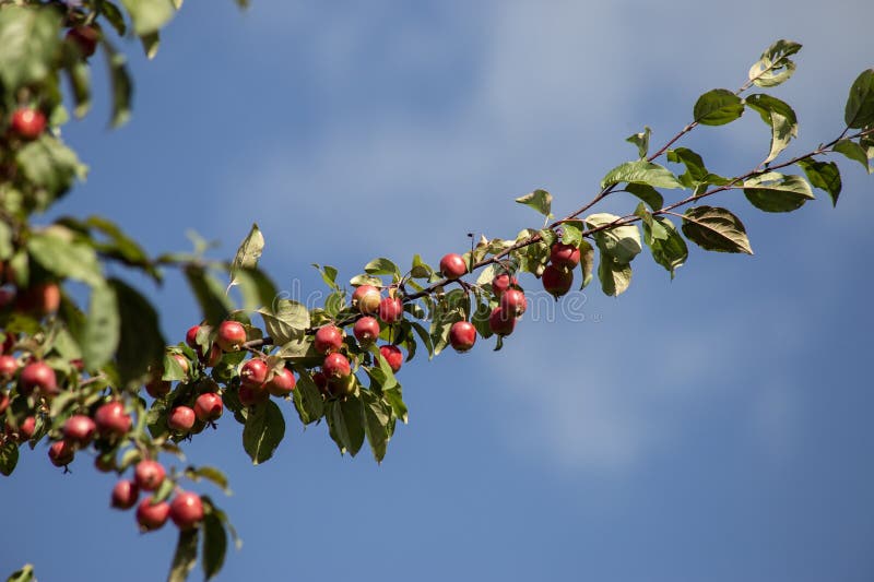 Background of Small Garden Apples on the Branches of an Apple Tree and ...