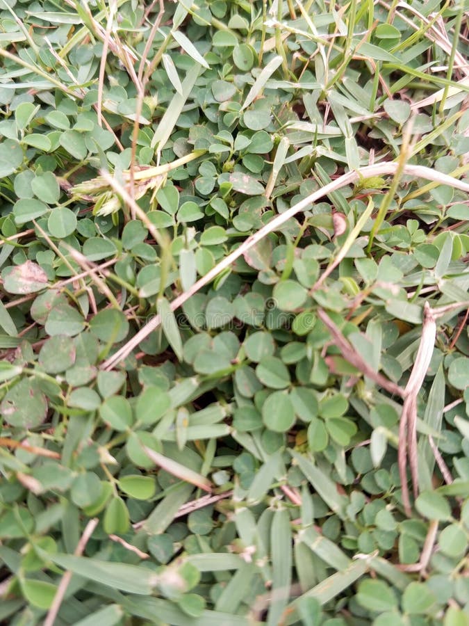 Background of Small Grass that Grows Abundantly Stock Image - Image of ...