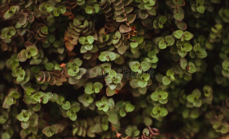 Background of Small Green Leaves. Dense Layer of Leaves Stock Image ...