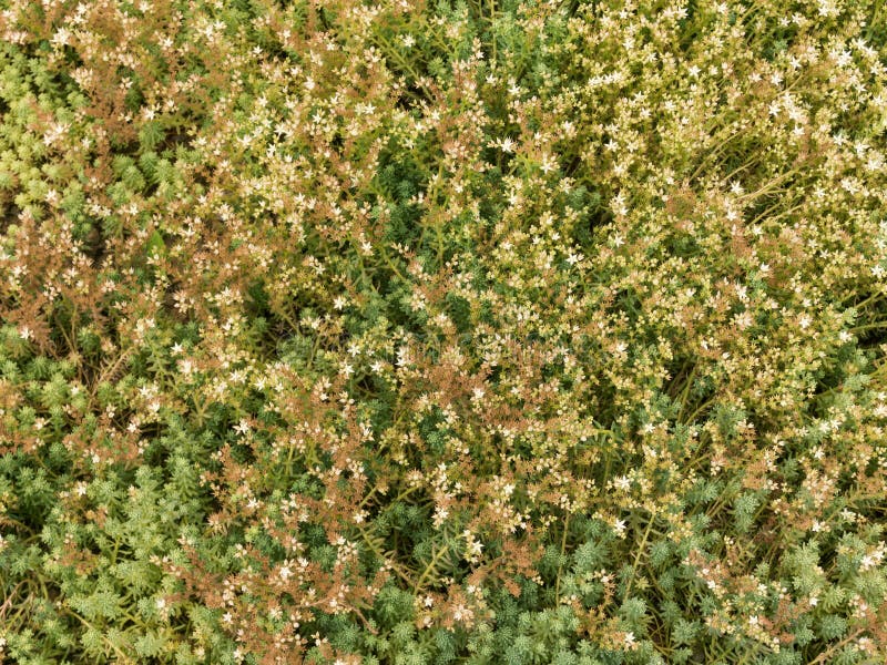 Background of Small Meadow Wildflowers Stock Image - Image of growth ...