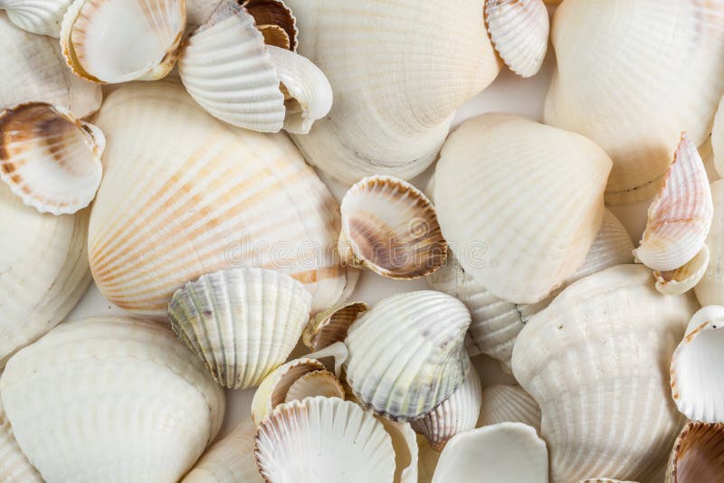 Background of Small Shells Beige Shades on a White Background Stock ...