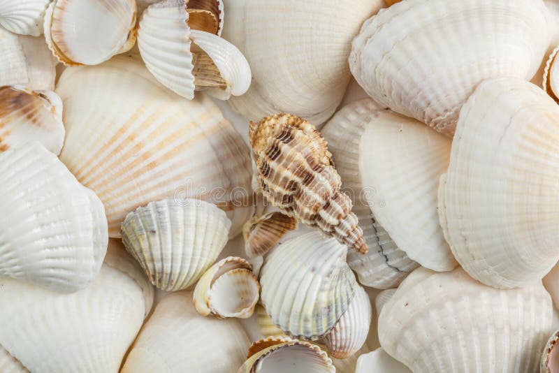 Background of Small Shells Beige Shades on a White Background Stock ...