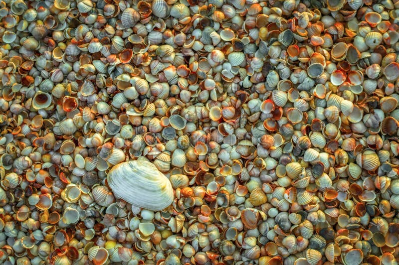 Background of Small Shells on the Sea Shore Stock Photo - Image of ...
